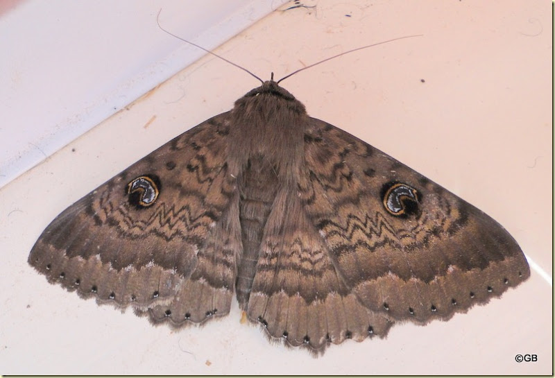 A Hebridean in New Zealand: Northern Wattle Moth